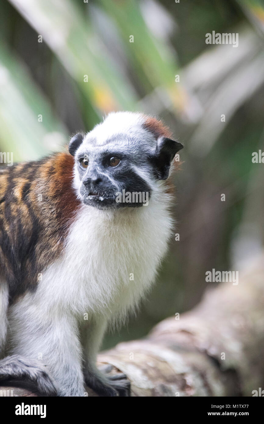 Geoffroy's Tamarin monkey in Monkey Island, Lake Gatun, Panama Stock ...