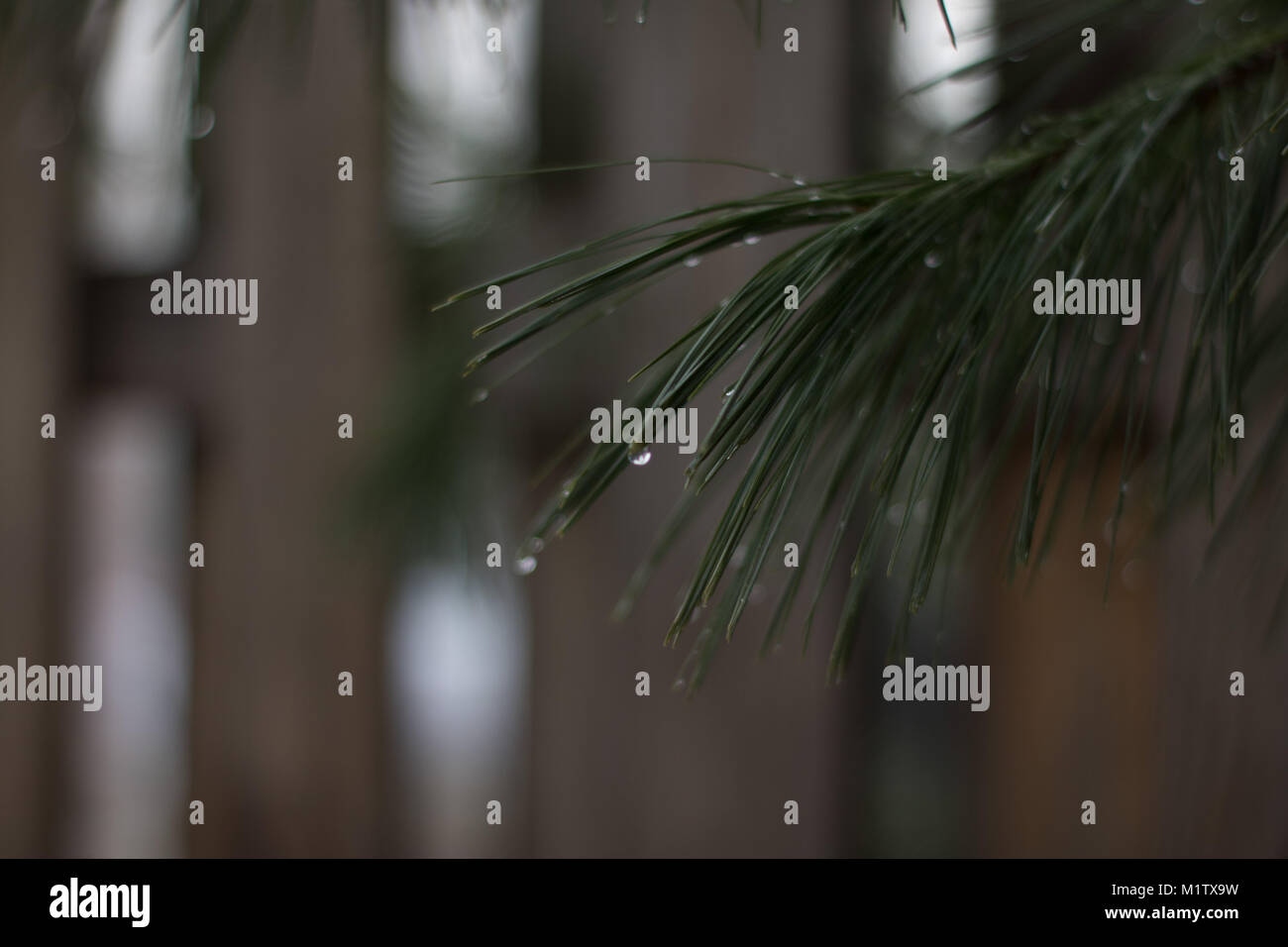 Fog drop hi-res stock photography and images - Alamy