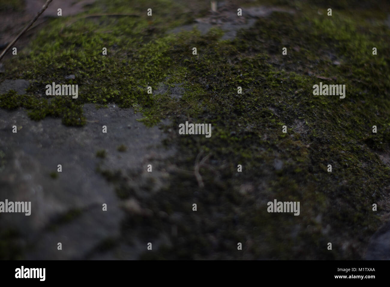 Green moss grey rock hi-res stock photography and images - Alamy