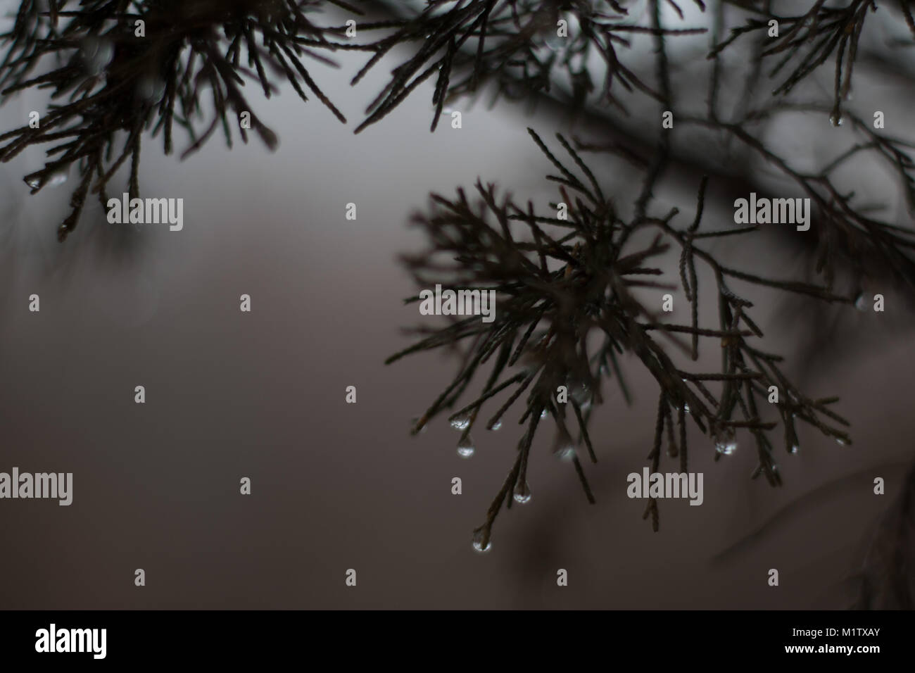 Fog drop hi-res stock photography and images - Alamy