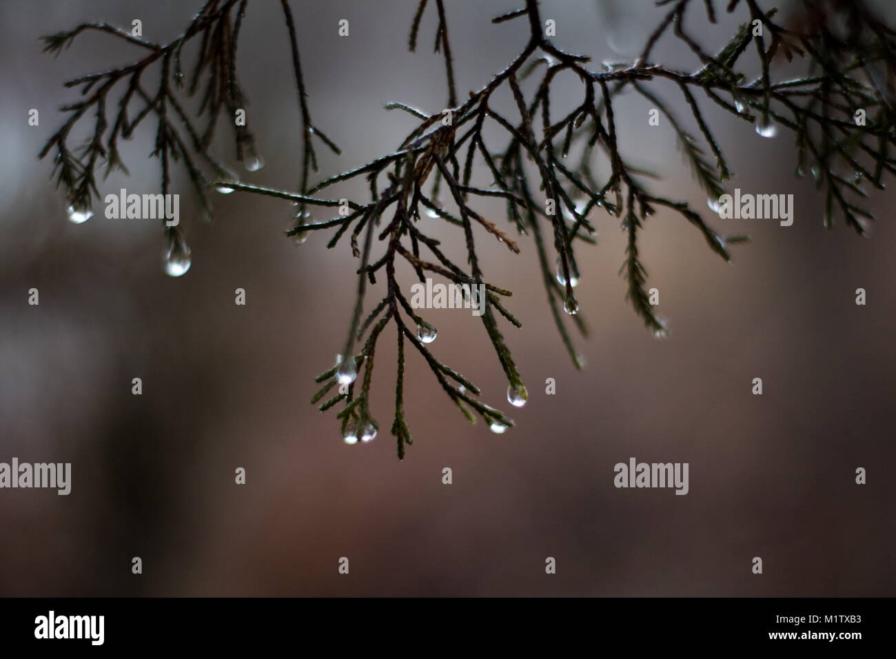 Morning Dew After Heavy Fog Stock Photo - Alamy