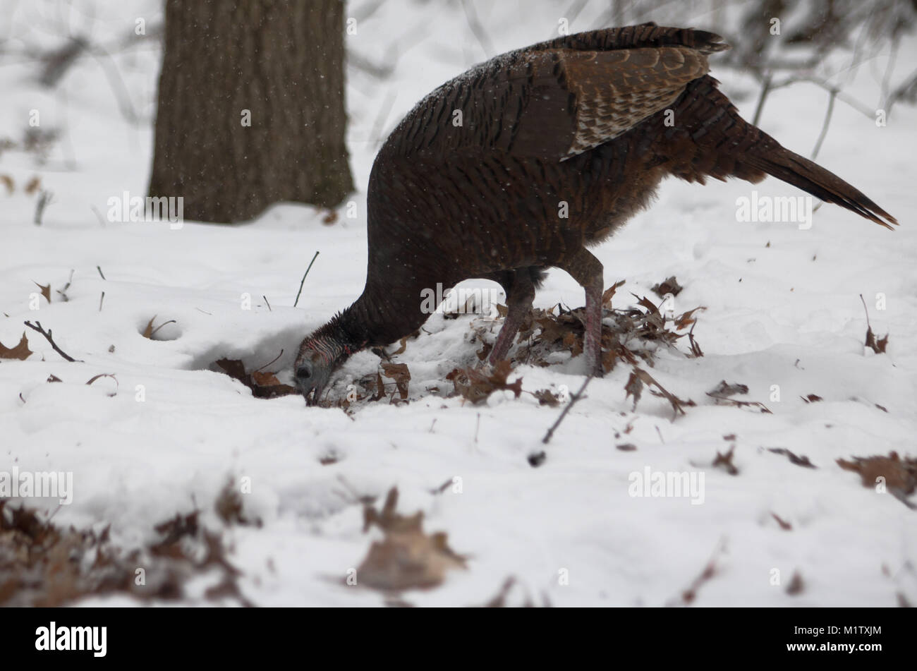 Wild Turkey Foraging Stock Photo - Alamy