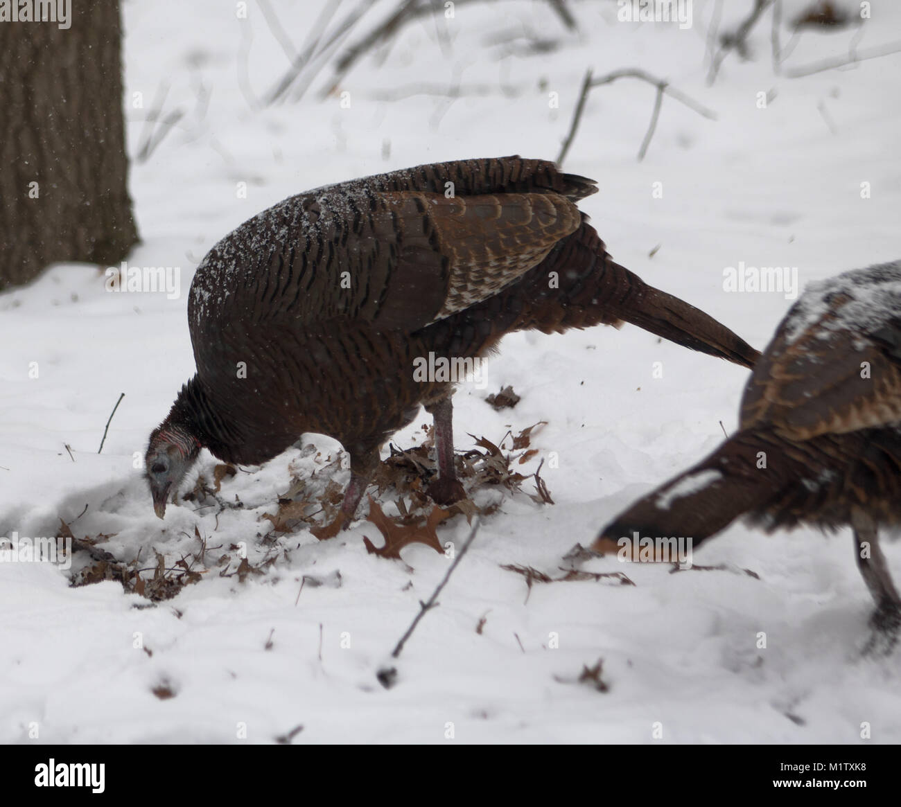 Wild Turkey Foraging Stock Photo - Alamy