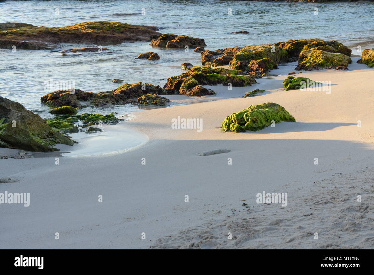 Green moss covered coral reef rocks on a sandy beach. Riviera Maya ...
