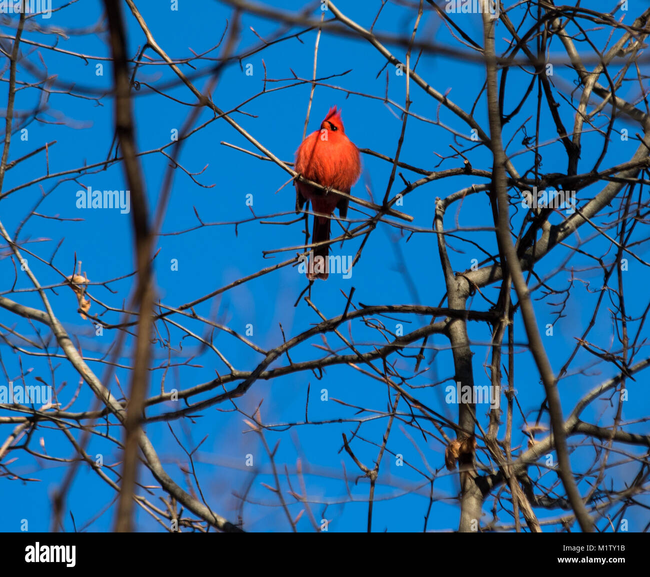 Cardinal bird flying winter hi-res stock photography and images - Alamy