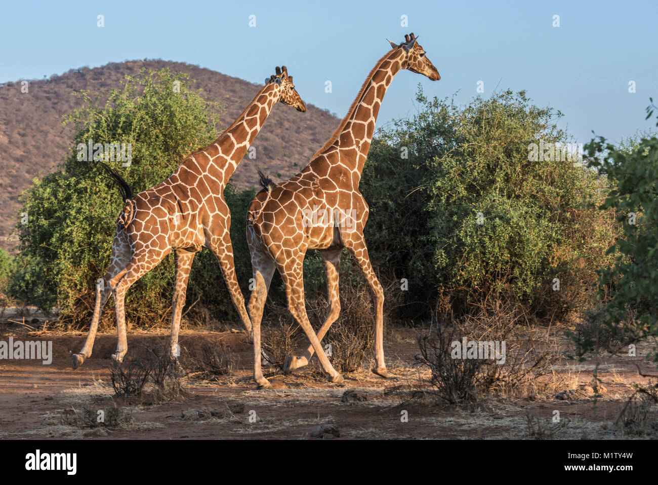 Reticulated giraffe (Giraffa camelopardalis reticulata) are the most ...