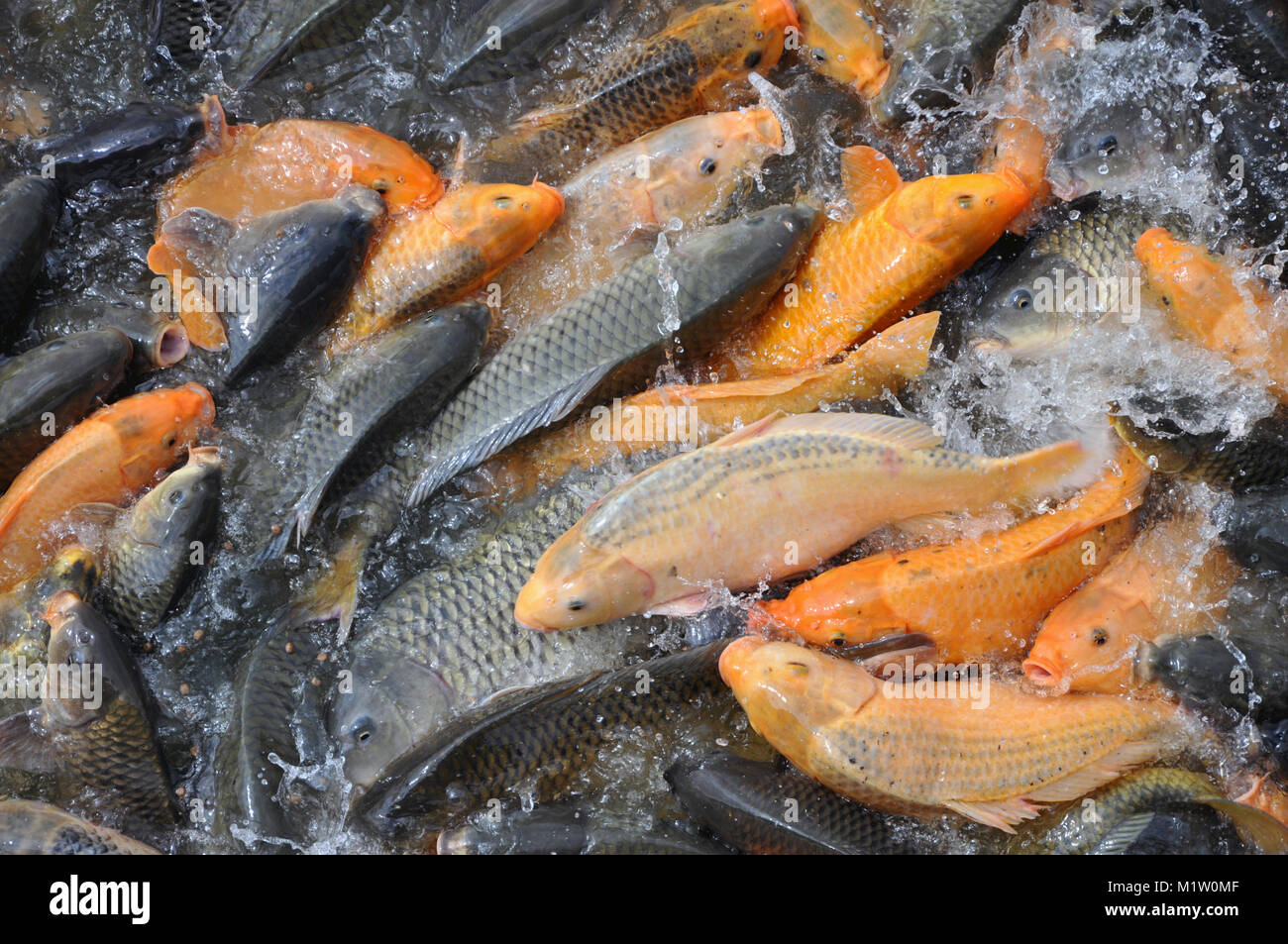 Golden carp hi-res stock photography and images - Alamy