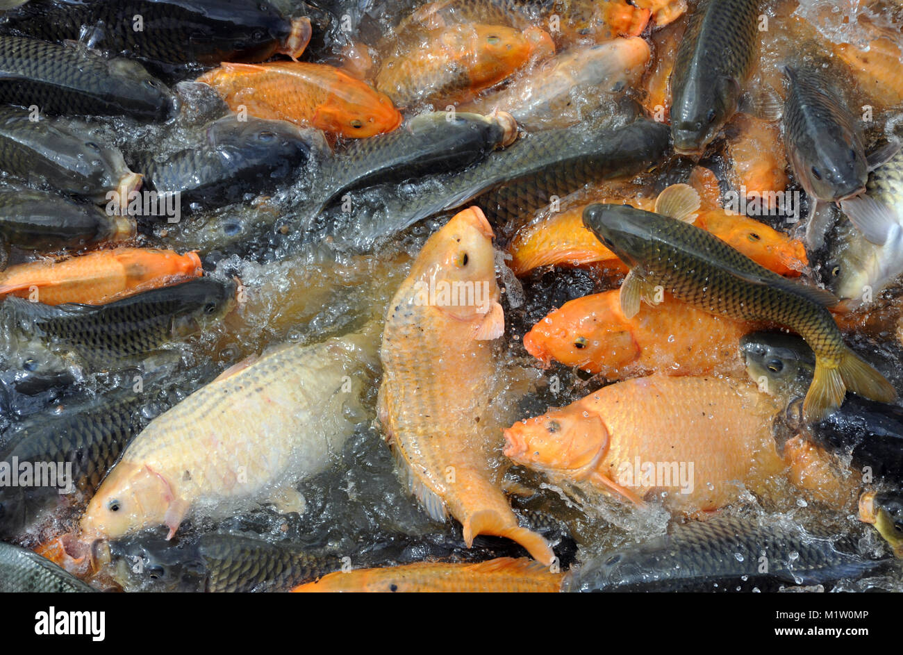 Carp Fish Feeding In the Mekong Delta Stock Photo - Alamy
