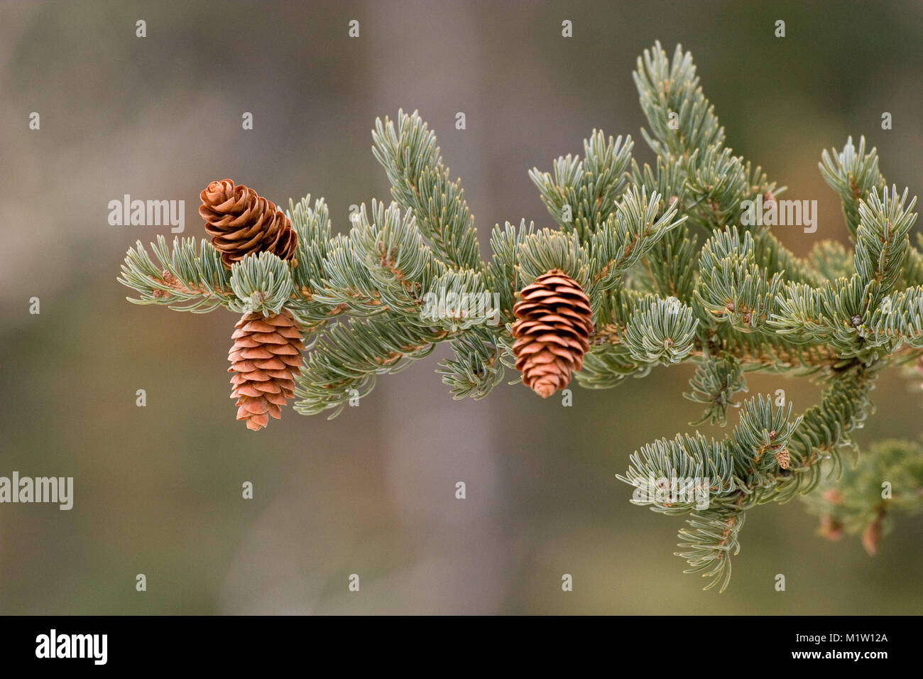 Isolated spruce bough with cones against a green background - outdoor ...