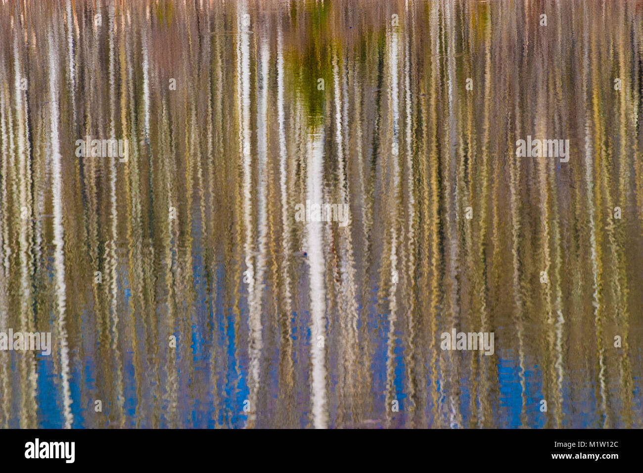 Abstract reflection of trees in a pond with ripples in the water Stock ...