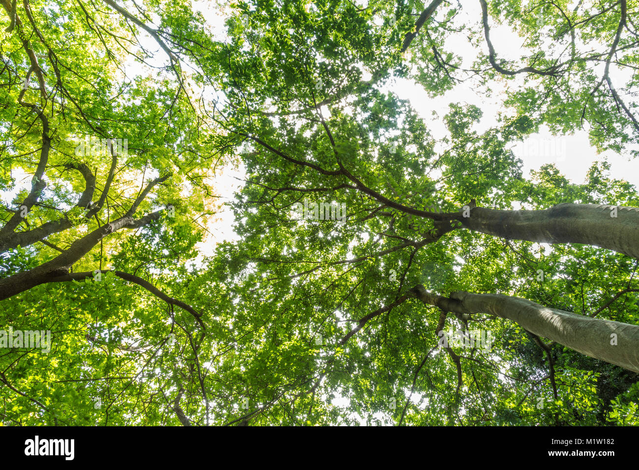 Low-angle view of a tree canopy and branches overhead in a forest Stock ...