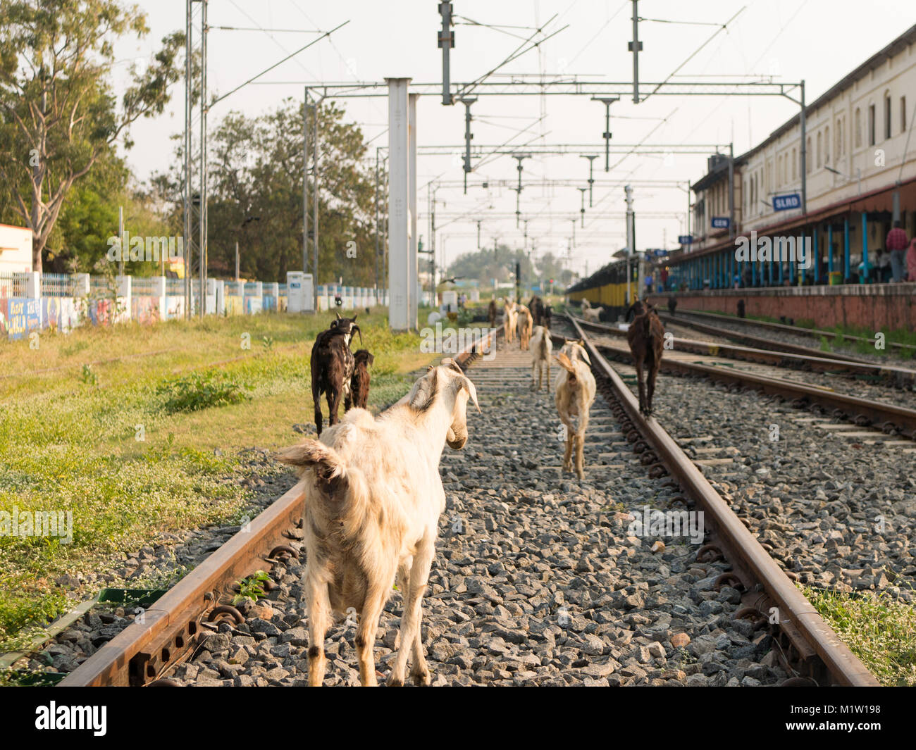 Goats follow each other on a rail Stock Photo - Alamy