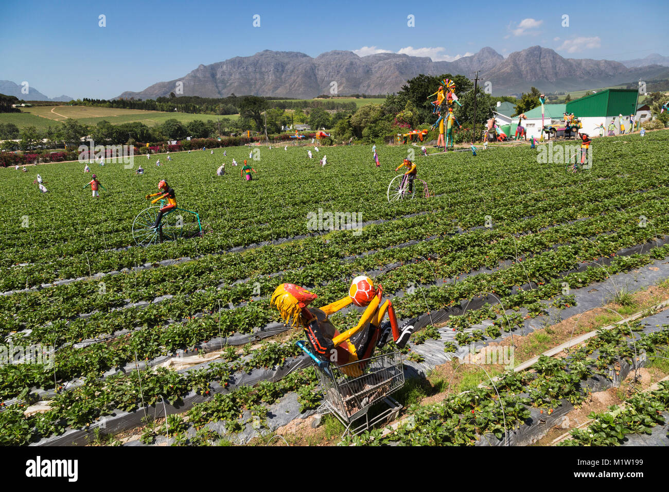 Outdoor sculptures made of scrap metal decorating a strawberry field ...