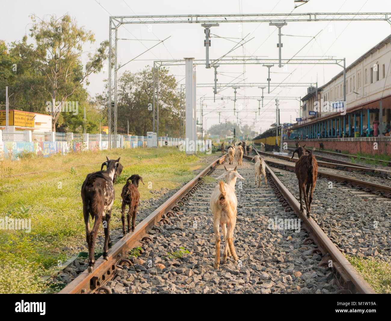 Goats follow each other on a rail Stock Photo - Alamy