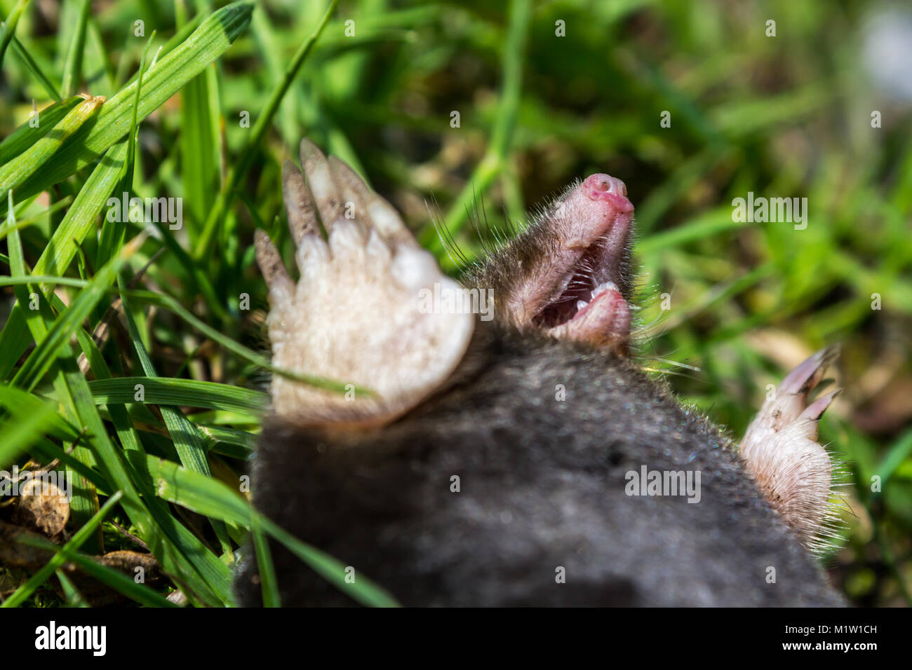 Mole paws hi-res stock photography and images - Alamy