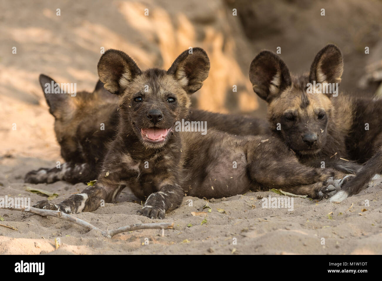 Wild Dogs Puppies