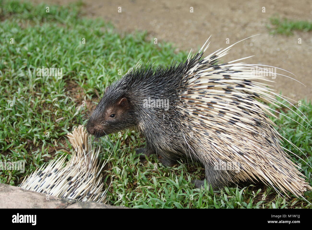 Portrait of cute porcupine. The Malayan porcupine or Himalayan ...