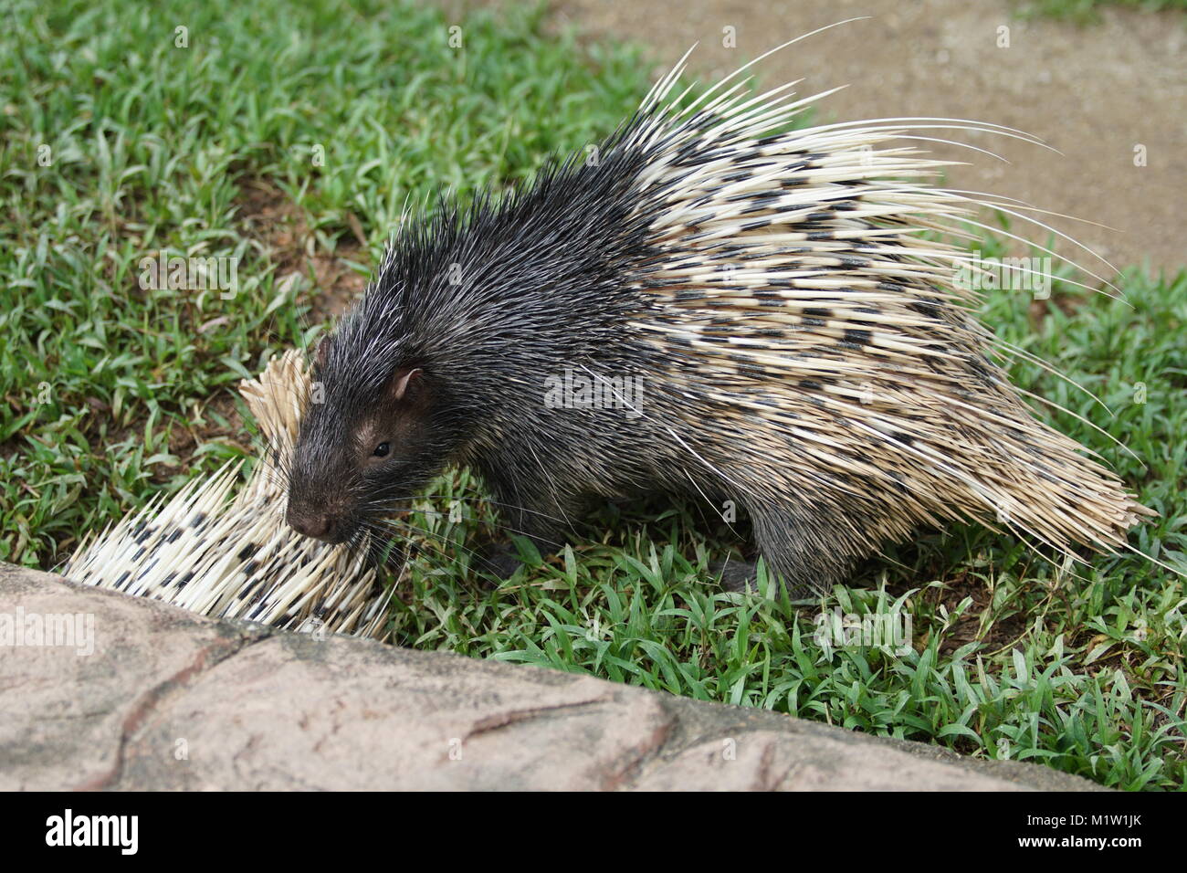 Portrait of cute porcupine. The Malayan porcupine or Himalayan ...