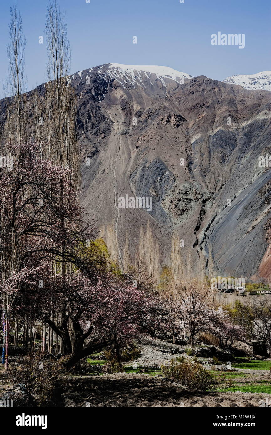 Beautiful Landscape of Hunza Valley with Apricot blossom, Northern Area ...