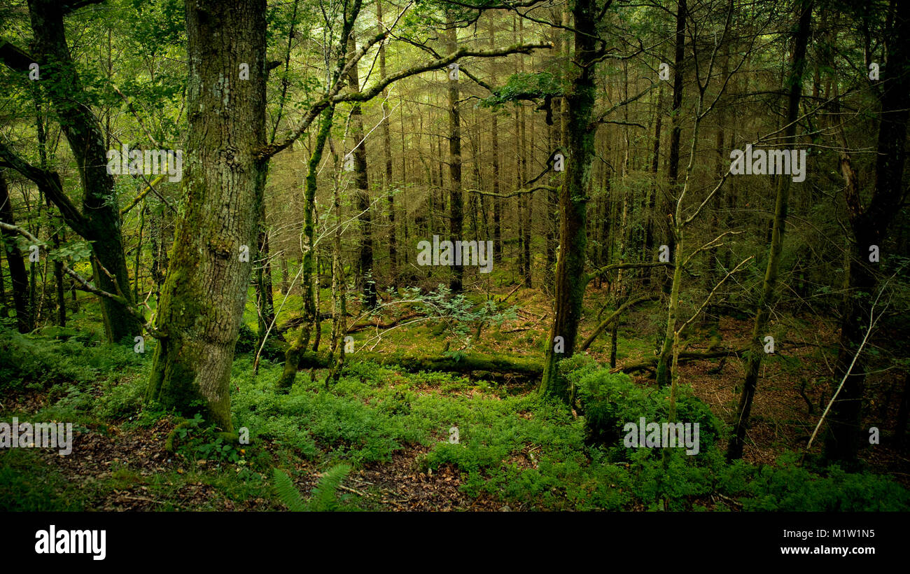 Lush Emerald Forest near Glendalough, Ireland Stock Photo - Alamy