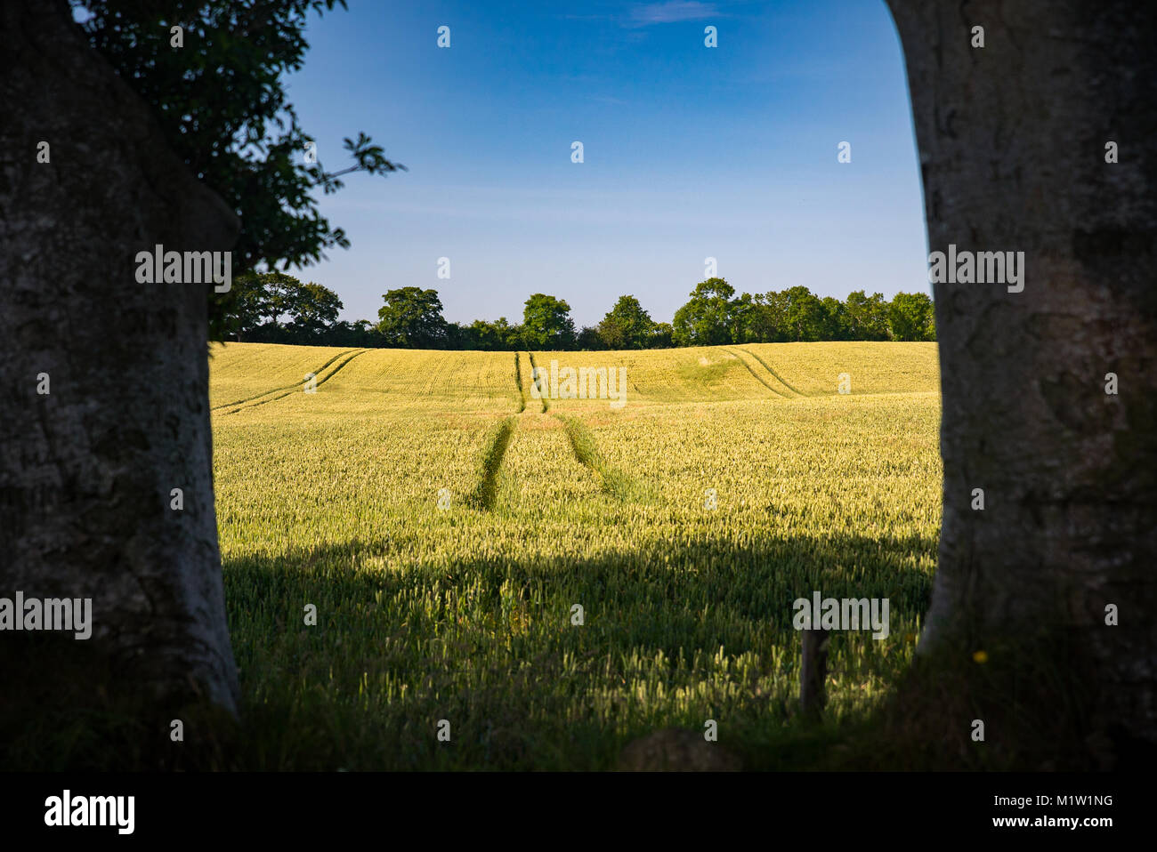 Meadow and hedges hi-res stock photography and images - Alamy