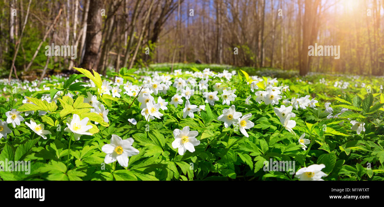 Wood with spring flowers Stock Photo - Alamy