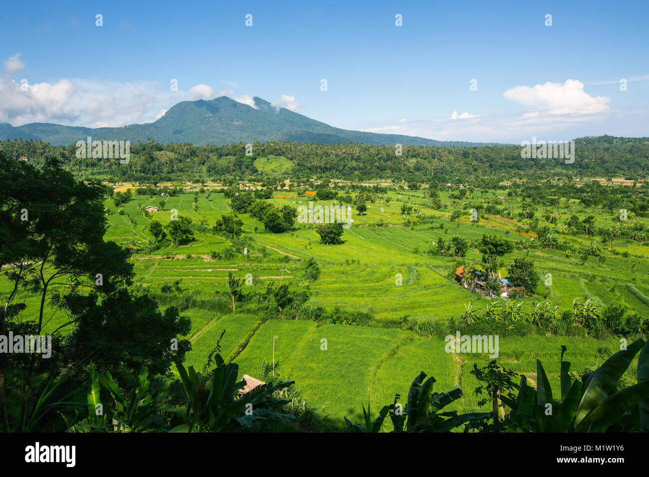 Valley with rice fields on Bali island, Indonesia Stock Photo - Alamy