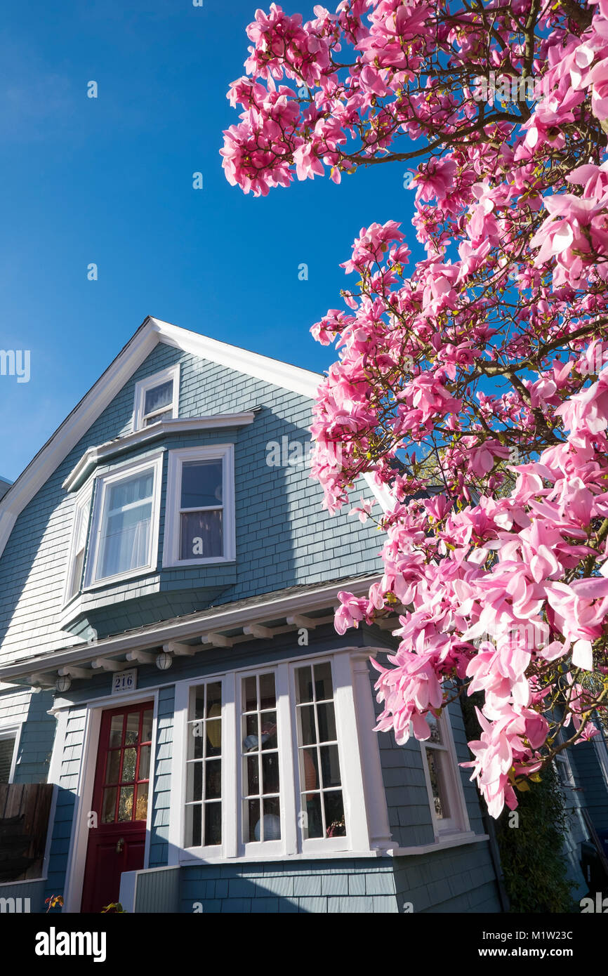 Magnolia tree in bloom with house on Queen Anne Hill, Seattle ...