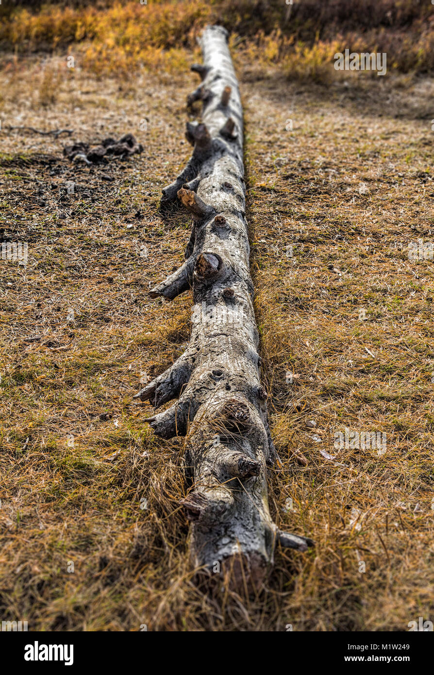 The dry tree trunk lies on the ground close up Stock Photo - Alamy
