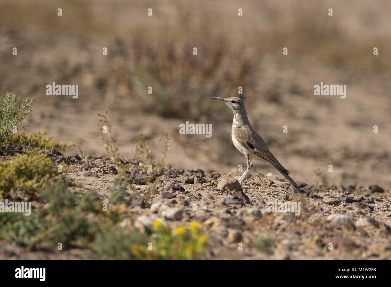 The Greater hoopoe-lark (Alaemon alaudipes), Gujarat, India Stock Photo ...