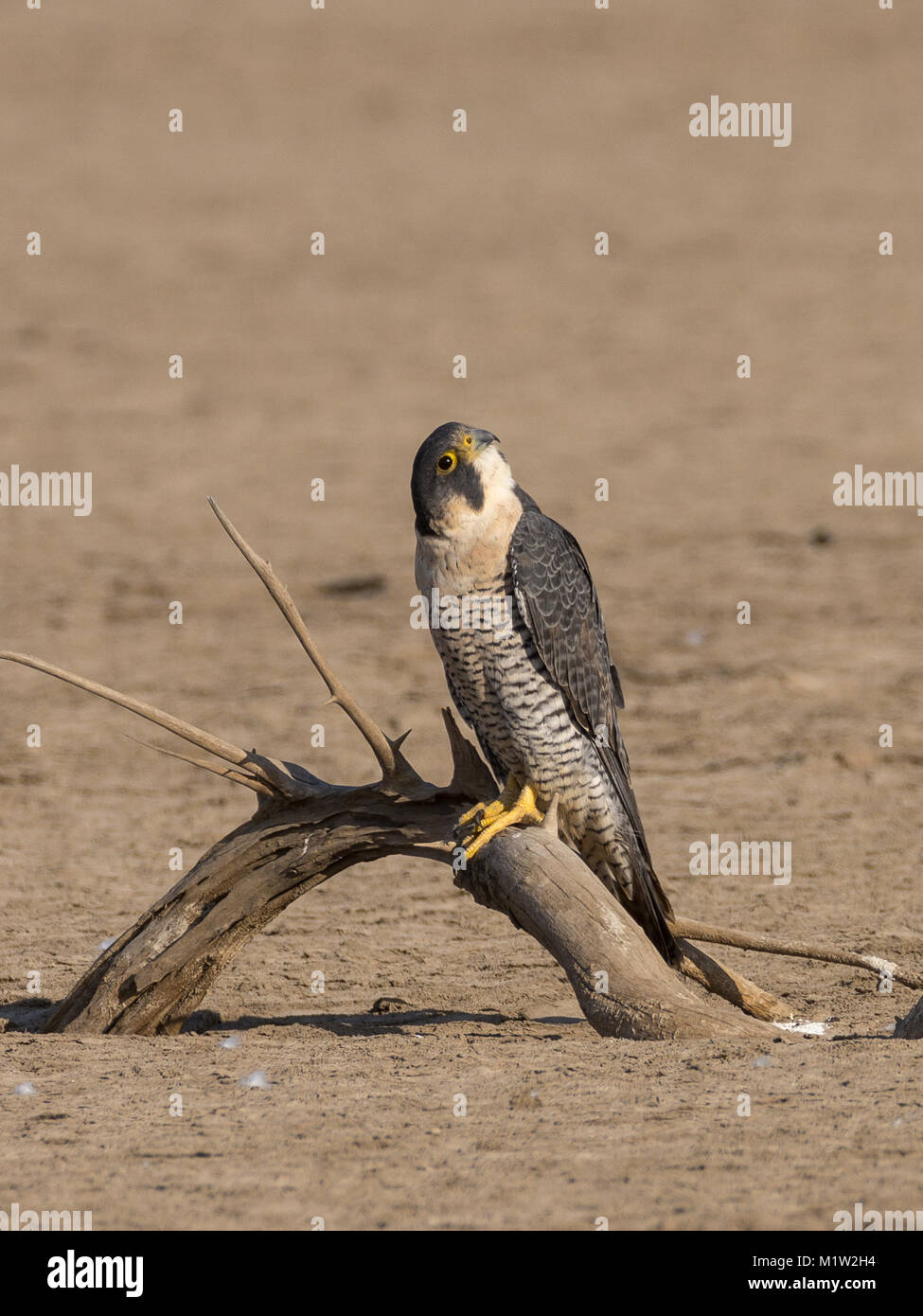 Peregrine Falcon (Falco peregrinus) perched on a stump at little rann ...