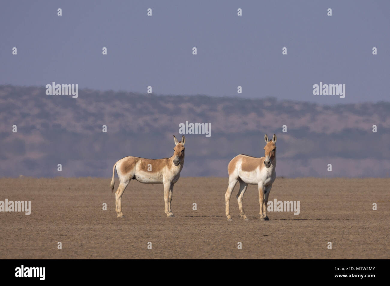 Indian wild ass (Equus hemionus khur Stock Photo - Alamy