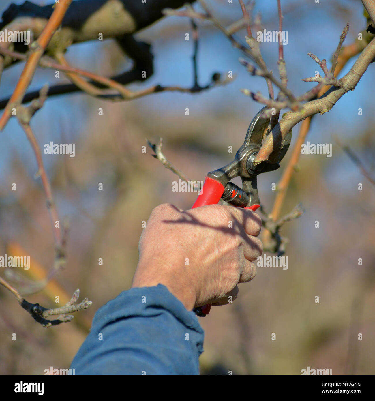 Pruning of apple trees with secateurs in the orchard,image of Stock ...