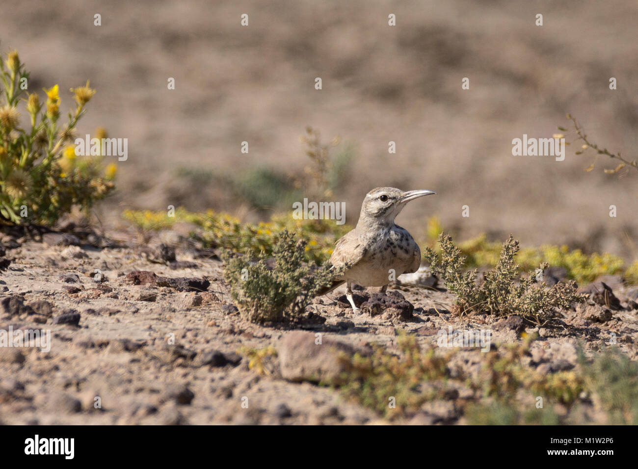 The Greater hoopoe-lark (Alaemon alaudipes), Gujarat, India Stock Photo ...