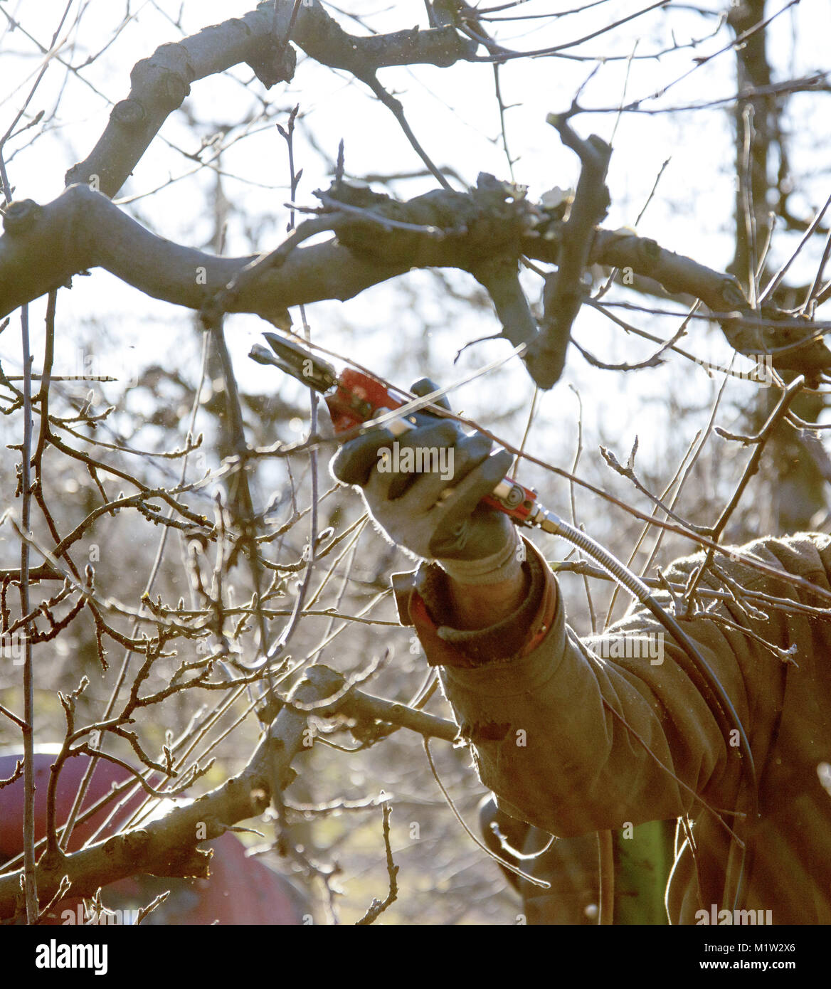 Pruning of apple trees with secateurs in the orchard, image of Stock ...