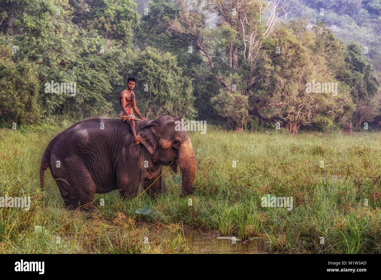a Mahut with his elephant at Sigiriya, Matale, Central Province, Sri ...