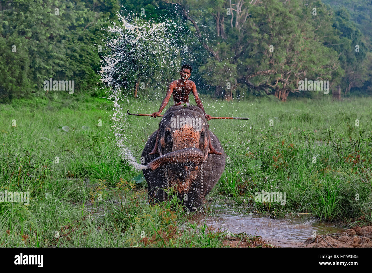 a Mahut with his elephant at Sigiriya, Matale, Central Province, Sri ...