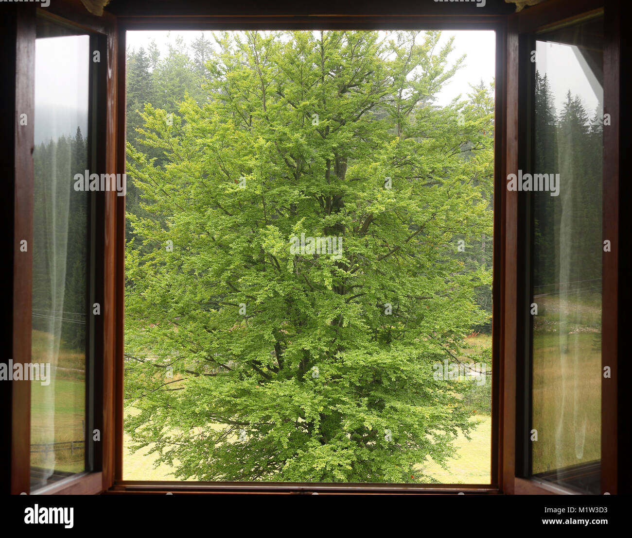 a glance through a window on a green tree Stock Photo - Alamy