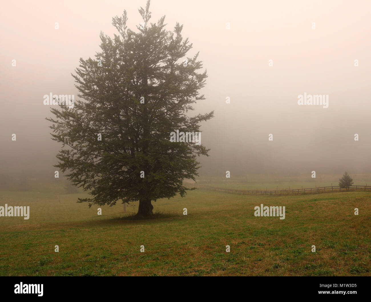 field in the fog autumn season Stock Photo - Alamy
