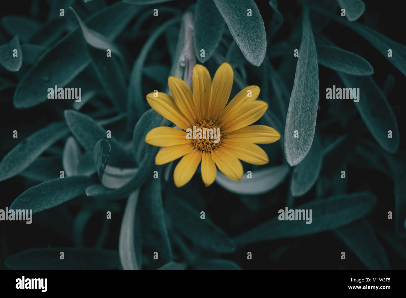 Hojas azules hi-res stock photography and images - Alamy