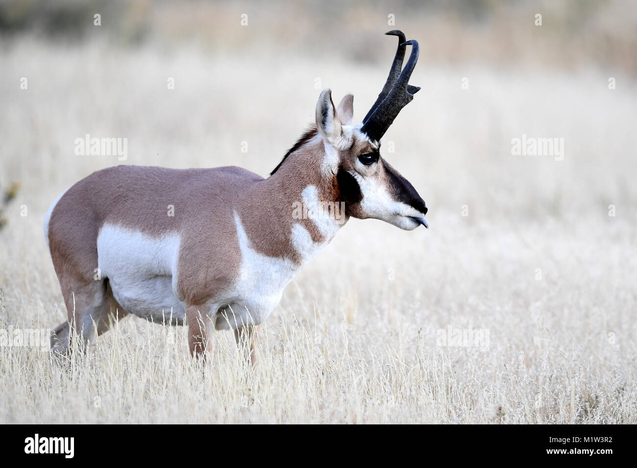 Pronghorn (Antilocapra americana) in Yellowstone National Park Stock ...