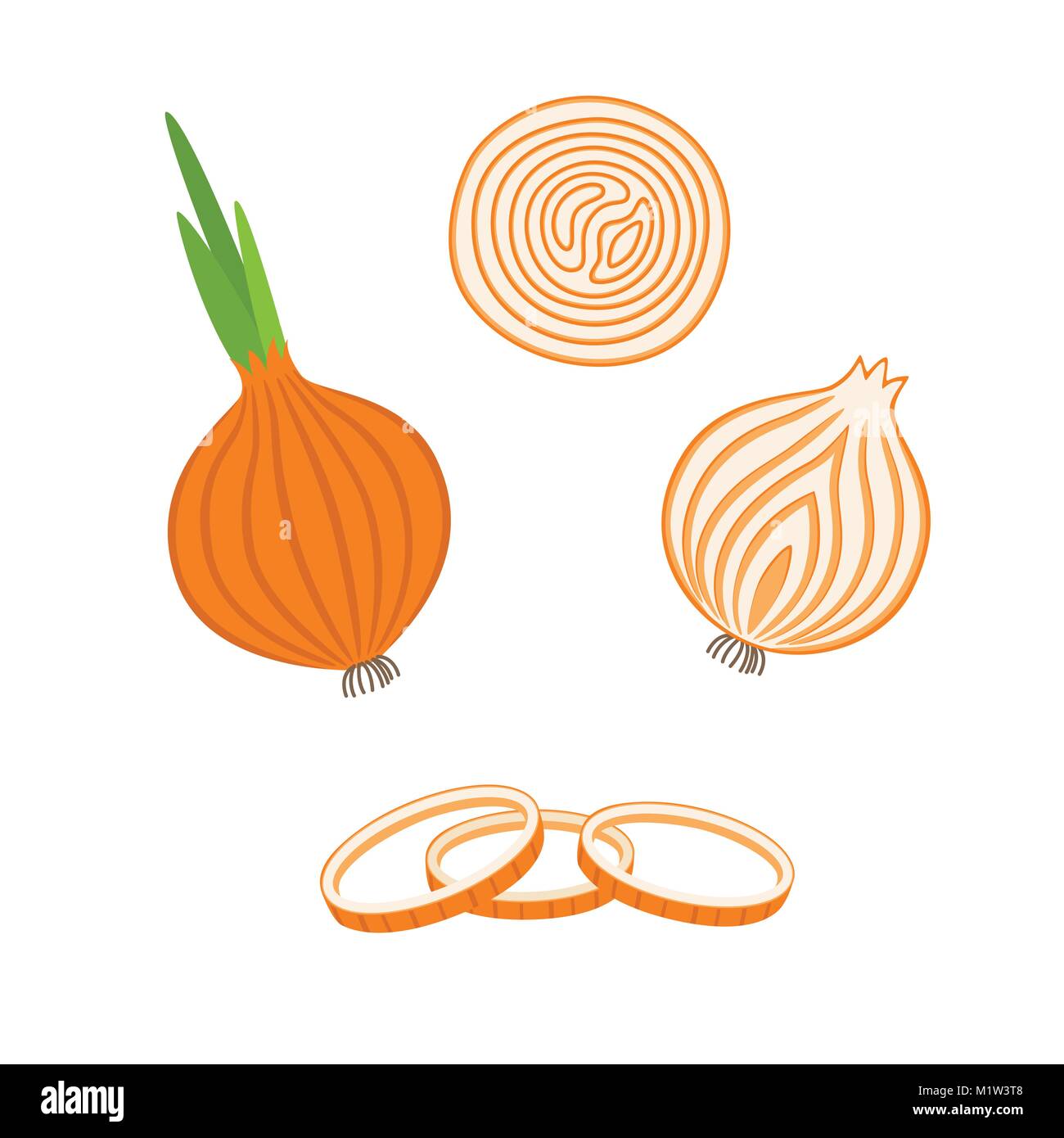 Whole bulb onion, half and onion rings. Vector illustration Stock ...