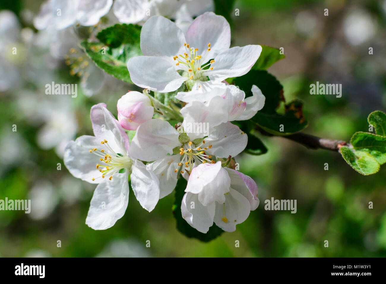 White flowers apple tree nature photo Stock Photo - Alamy