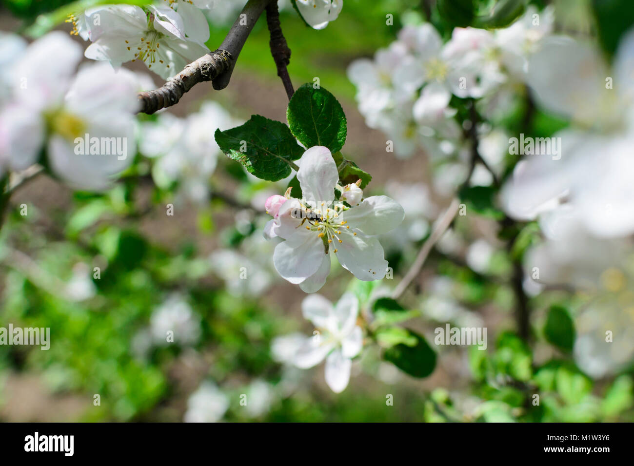 White flowers with bee apple tree nature photo Stock Photo - Alamy