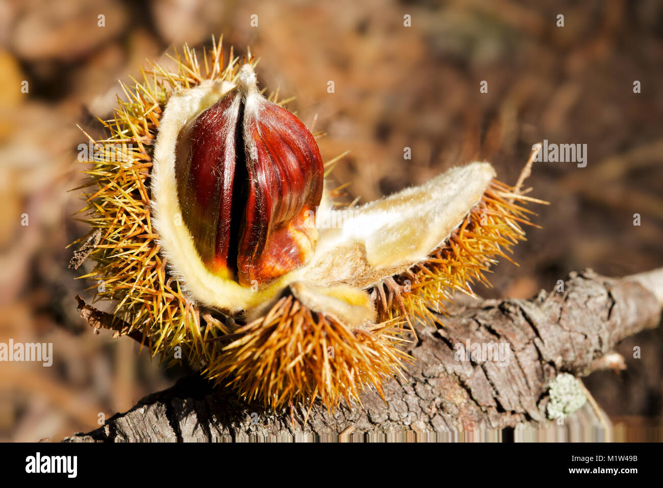 Buckeye trees hi-res stock photography and images - Alamy