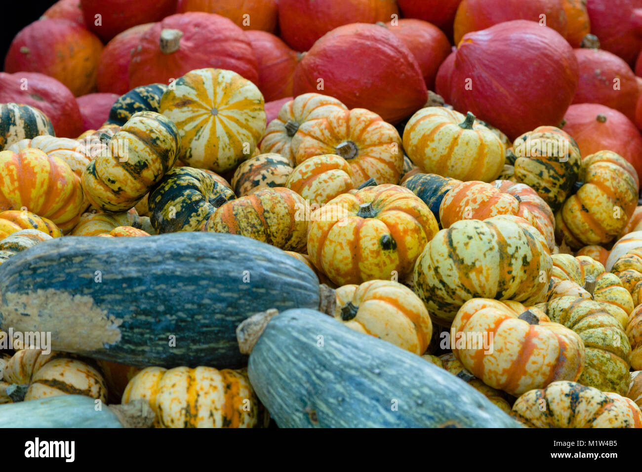 Colors of Pumpkins Stock Photo - Alamy