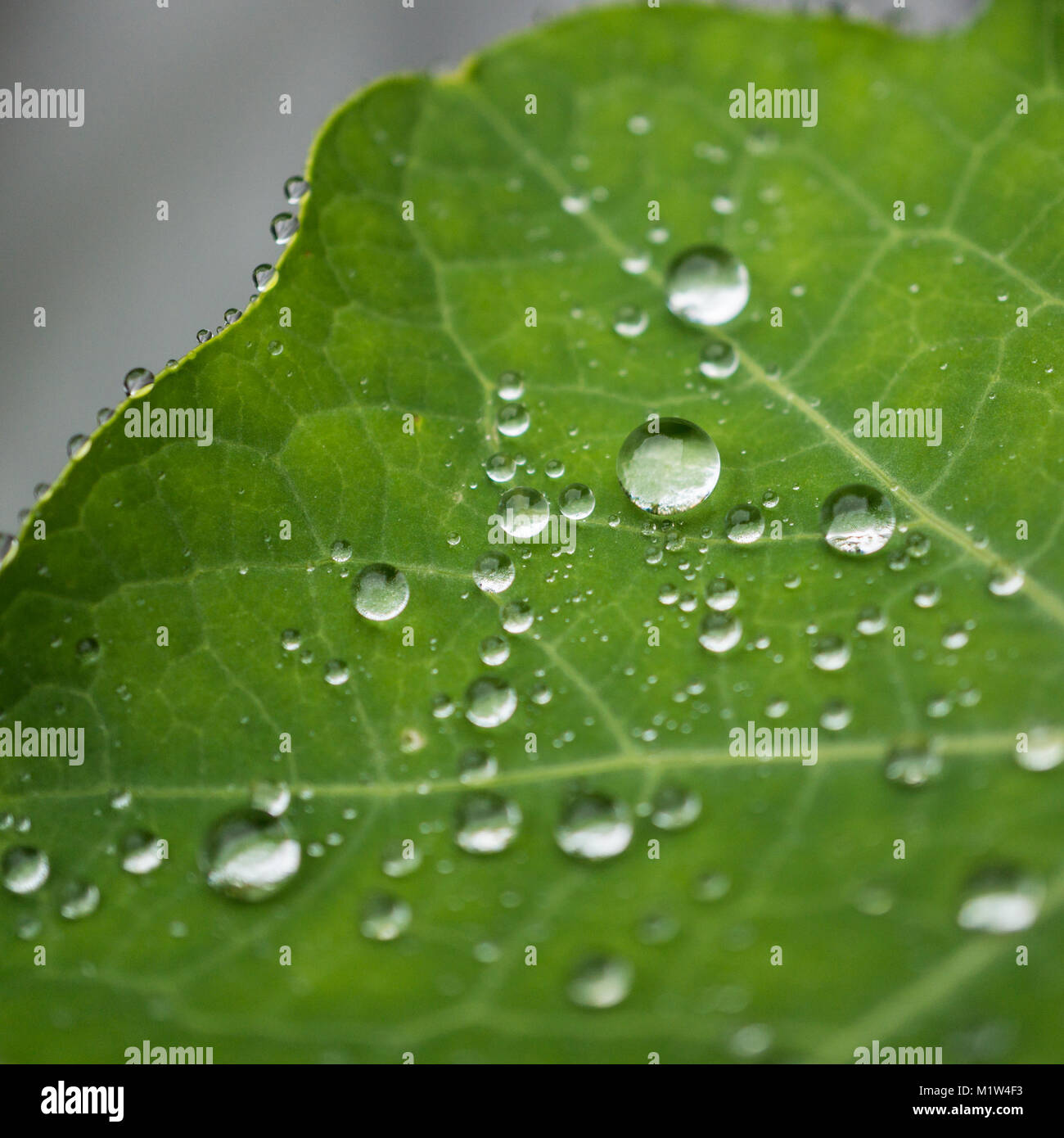 A close-up of some individual raindrops Stock Photo - Alamy