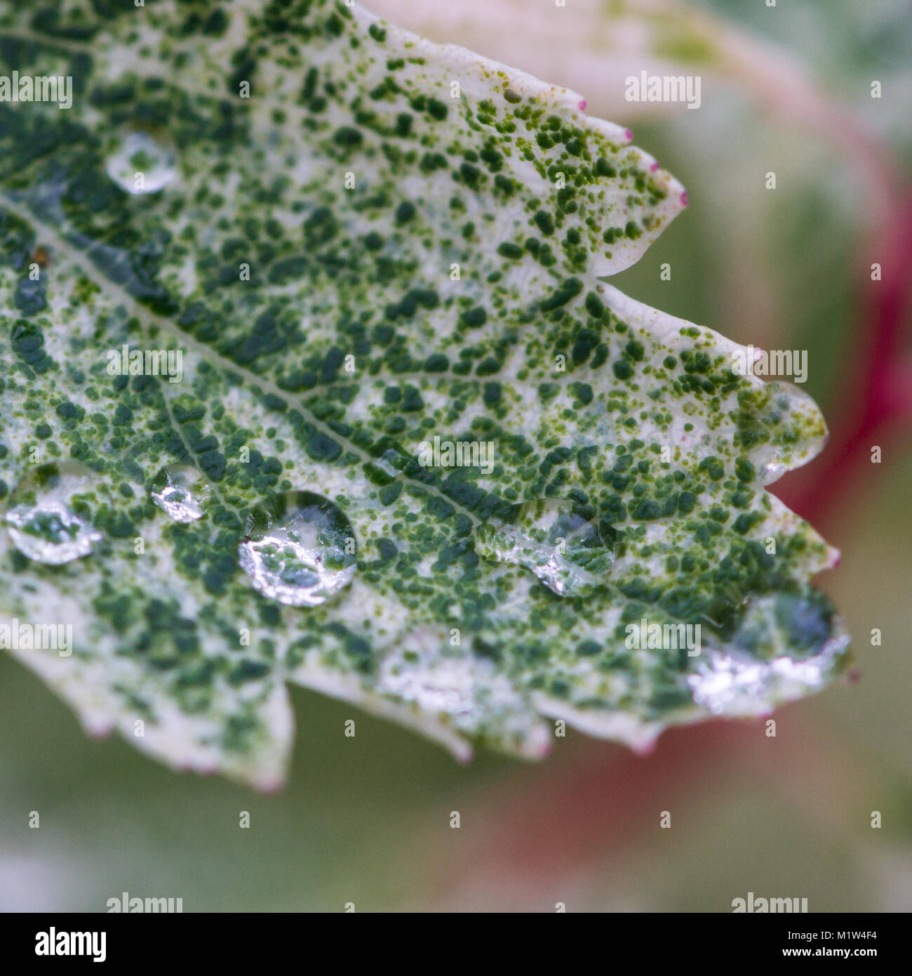 Mottled leaf hi-res stock photography and images - Alamy