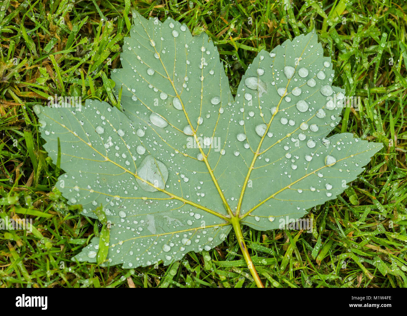 A macro shot of a sycamore leaf covered in raindrops Stock Photo - Alamy