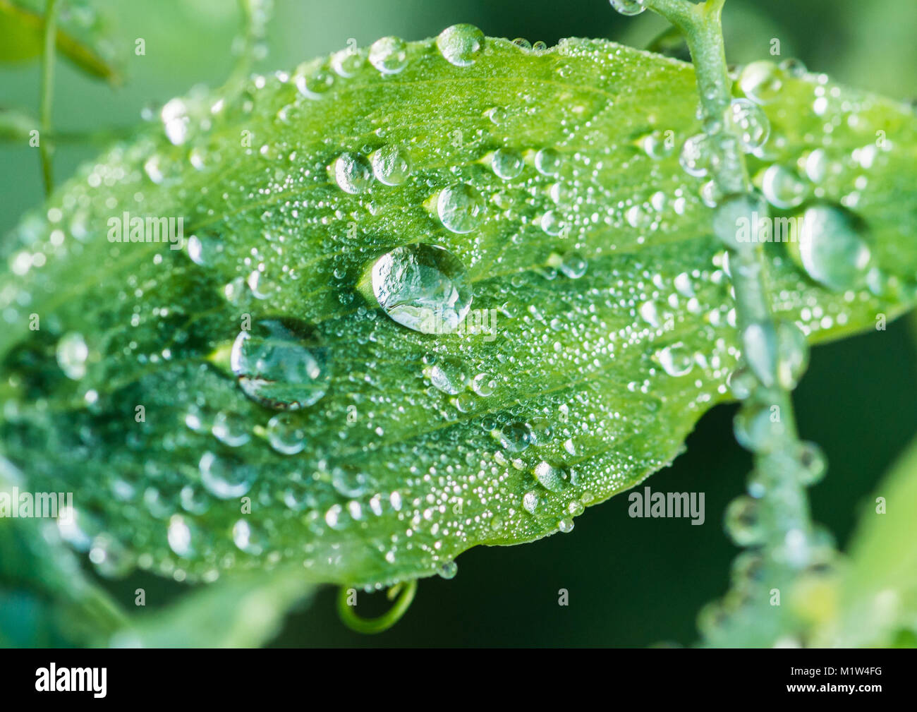 A macro shot of raindrops clinging to a sweet pea tendril Stock Photo ...